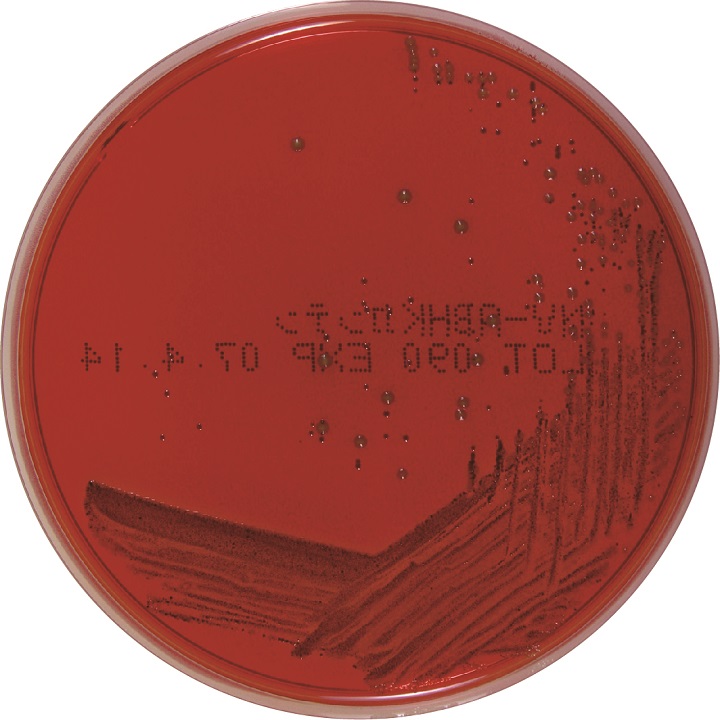 アキュレート™ NV加ABHK寒天培地 | 臨床診断薬分野 医療関係者向けサイト | 島津ダイアグノスティクス株式会社